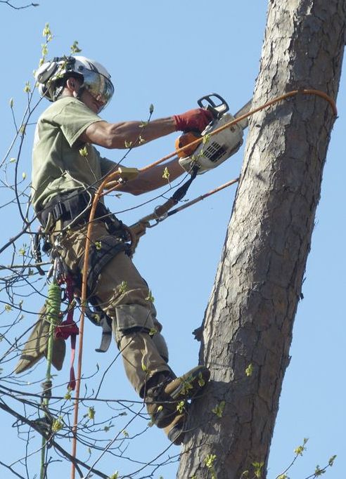 770-Tree-Guy is Fayette's only tree company with a Certified Arborist | The Citizen