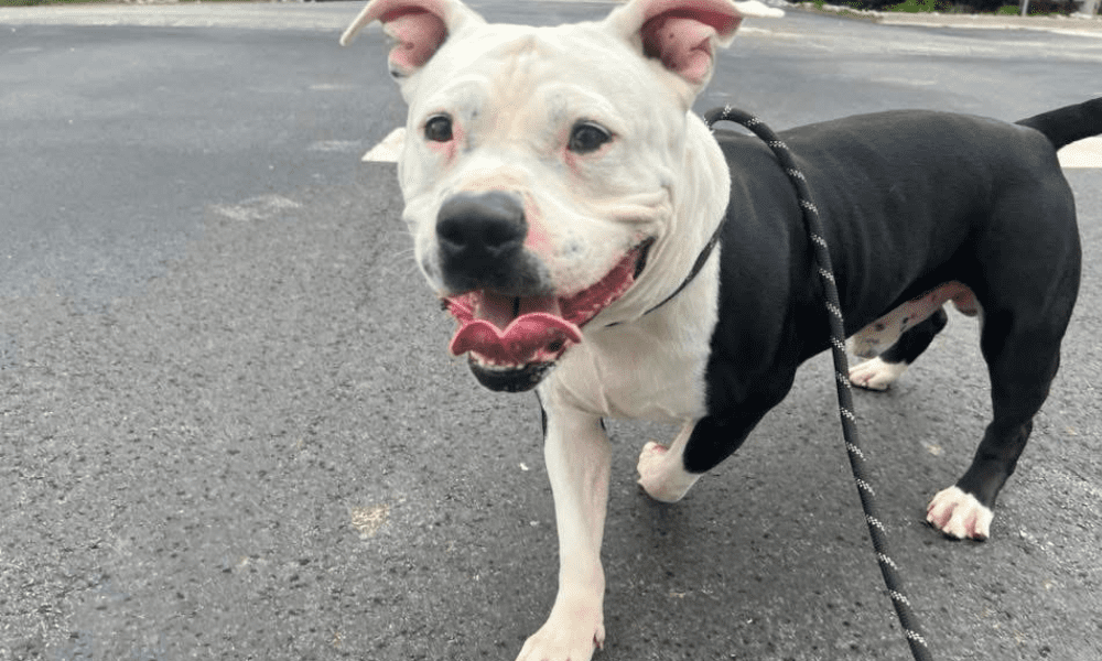 Pet of the Week: Carlito | The Citizen